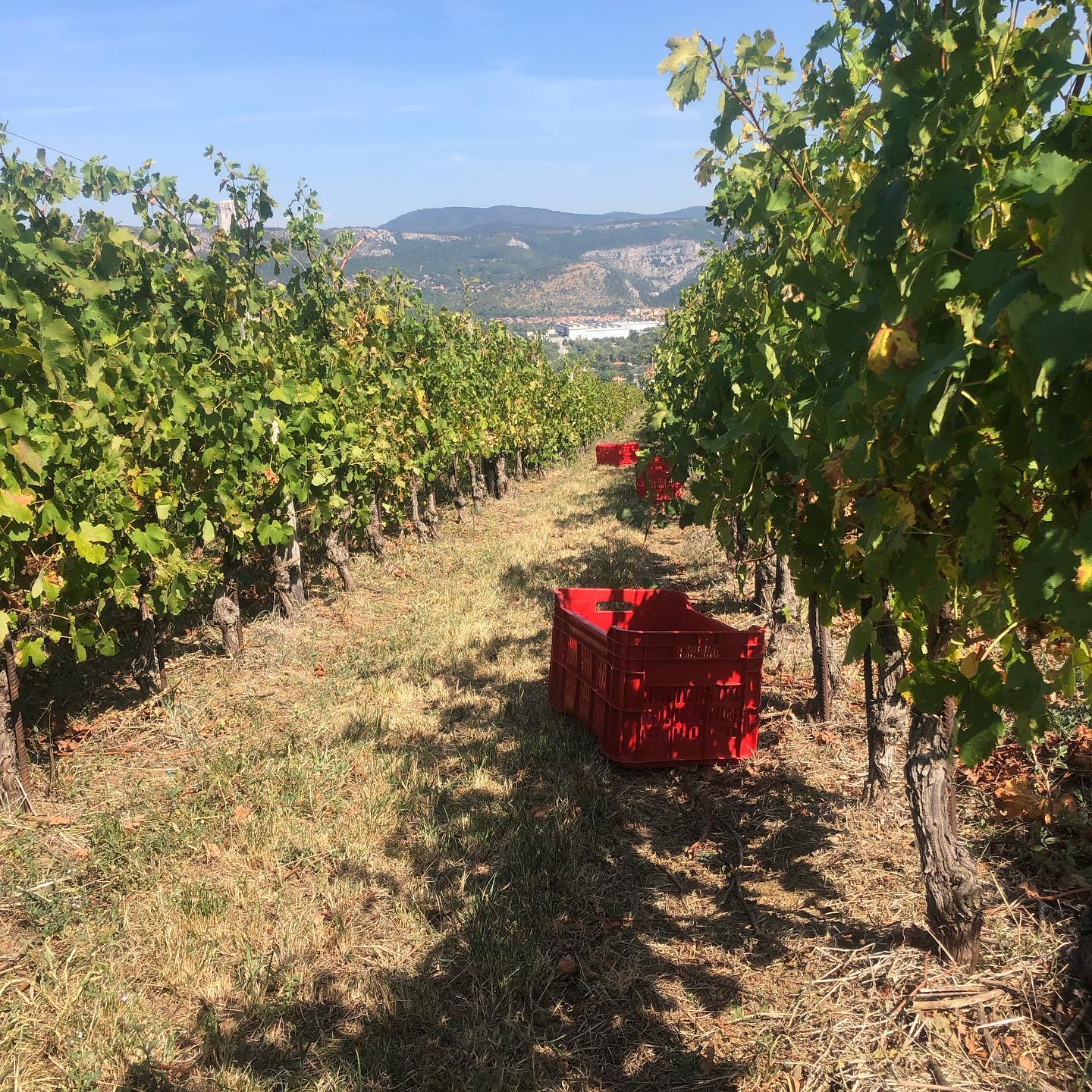 Der Quindici von Sancin ist endlich zurück - Triestissima